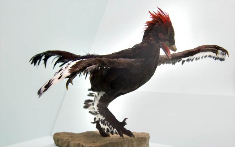 Anchiornis huxleyi | Dinosaur Database by DinoAnimals.com