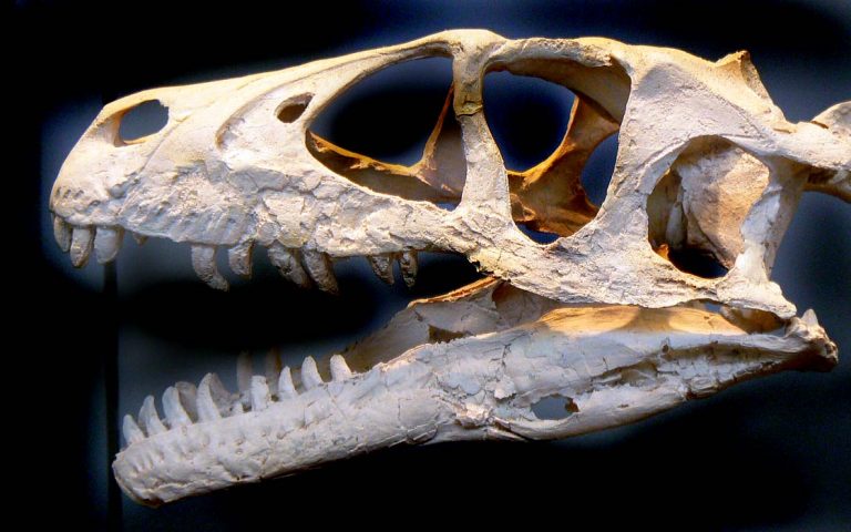 Dromaeosaurus albertensis | Dinosaur Database by DinoAnimals.com