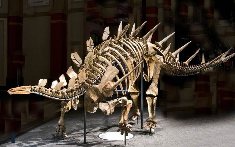 Kentrosaurus aethiopicus | Dinosaur Database by DinoAnimals.com