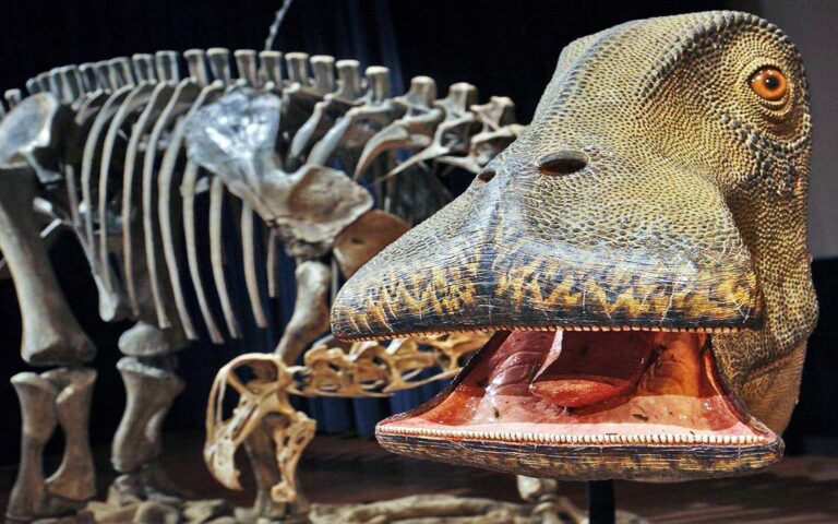 Nigersaurus taqueti | Dinosaur Database by DinoAnimals.com