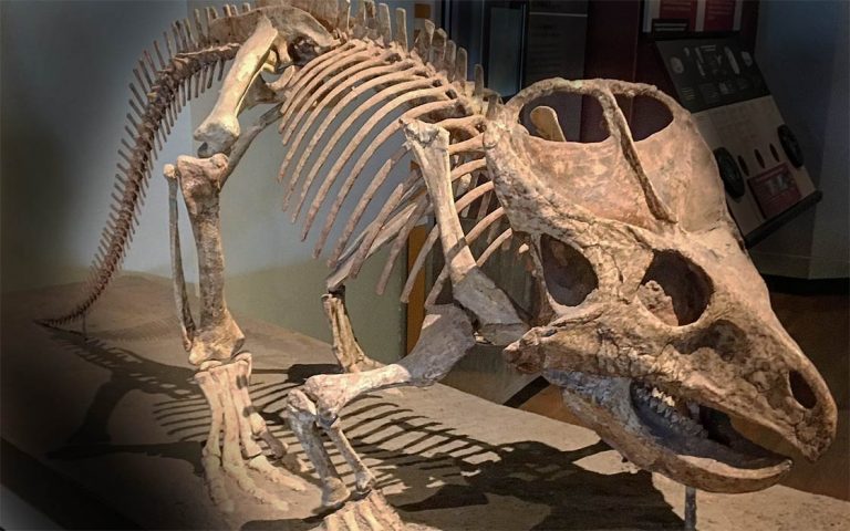 Protoceratops andrewsi | Dinosaur Database by DinoAnimals.com