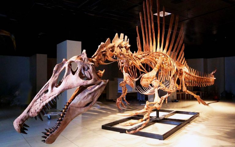 Spinosaurus aegyptiacus | Dinosaur Database by DinoAnimals.com