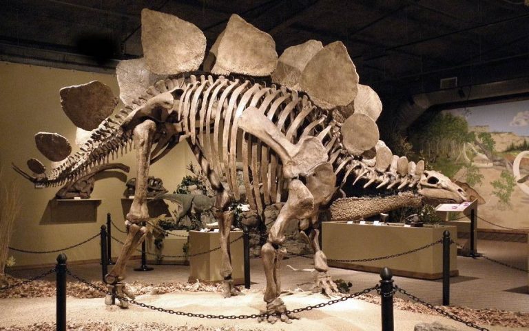 Stegosaurus stenops | Dinosaur Database by DinoAnimals.com