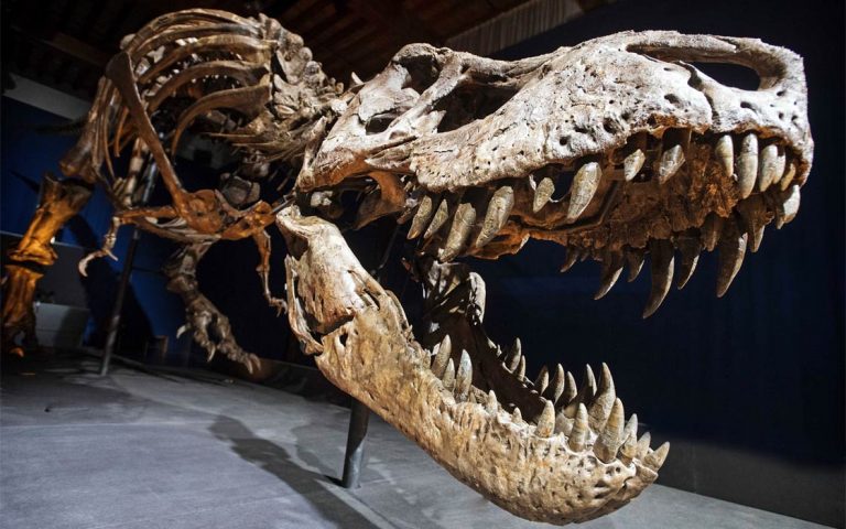 Tyrannosaurus imperator | Dinosaur Database by DinoAnimals.com