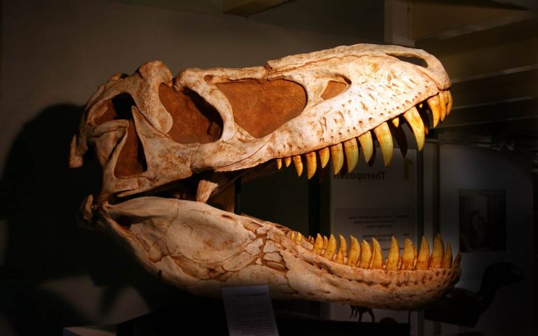 Tarbosaurus bataar | Dinosaur Database by DinoAnimals.com