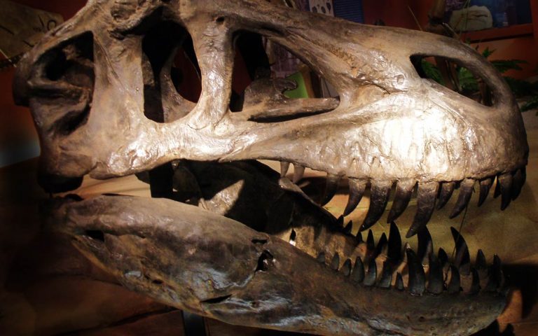 Torvosaurus gurneyi | Dinosaur Database by DinoAnimals.com