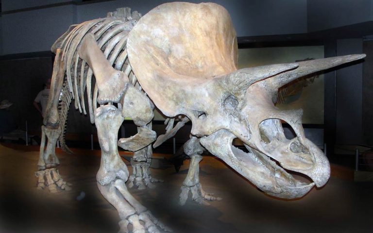 Triceratops maximus | Dinosaur Database by DinoAnimals.com