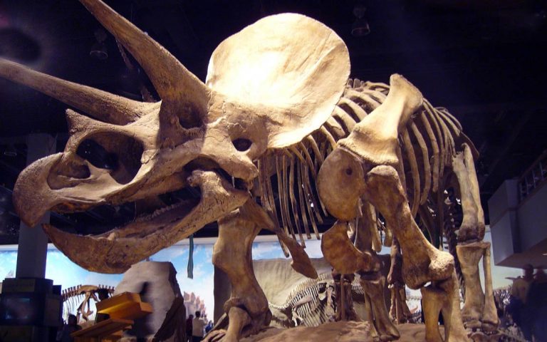Triceratops horridus | Dinosaur Database by DinoAnimals.com