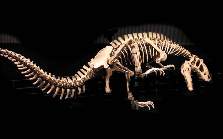 Yutyrannus huali | Dinosaur Database by DinoAnimals.com