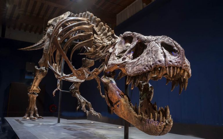 Tyrannosaurus regina | Dinosaur Database by DinoAnimals.com