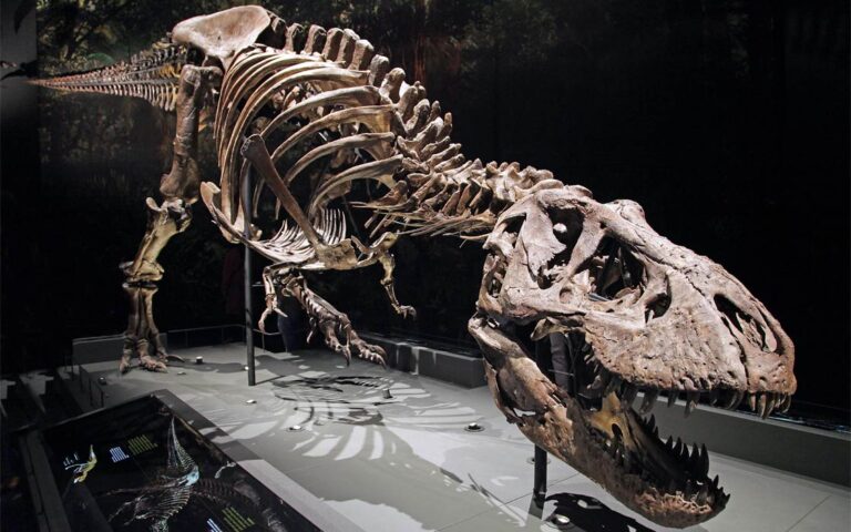 Tyrannosaurus mcraeensis | Dinosaur Database by DinoAnimals.com