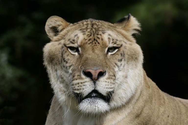 Liger - the largest cat in the world | DinoAnimals.com