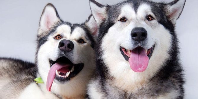 Siberian Husky | DinoAnimals.com