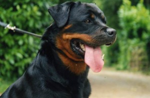 Rottweiler | DinoAnimals.com