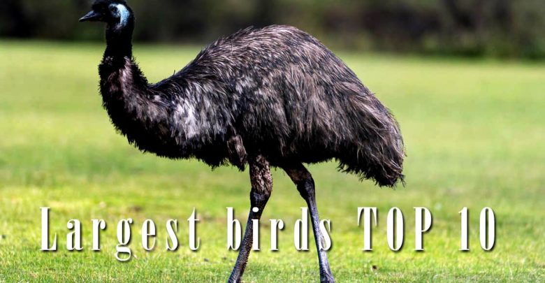 Flightless | DinoAnimals.com - Part 3