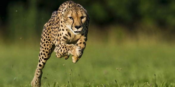 Top 10 Fastest Animals in the World | DinoAnimals.com