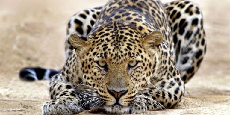 Leopard – an excellent hunter | DinoAnimals.com