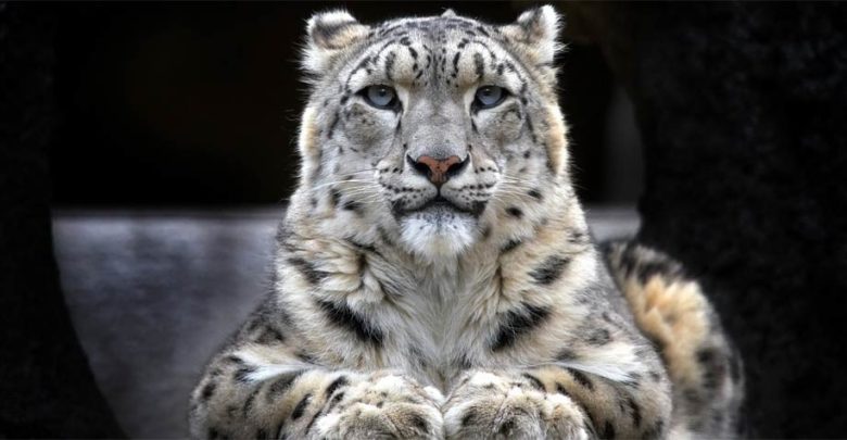 Wild cats | DinoAnimals.com - Part 10