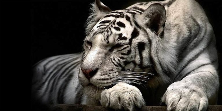 White tigers – myths and facts | DinoAnimals.com