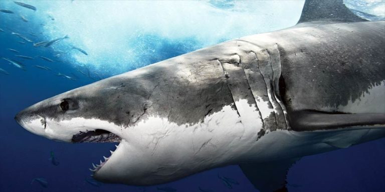The largest, biggest, longest sharks - Top 10 | DinoAnimals.com