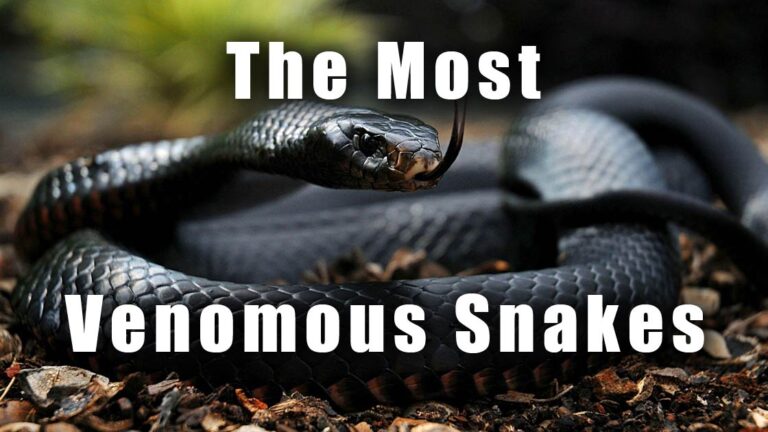 Most venomous snakes - TOP 10 & TOP 100 | DinoAnimals.com