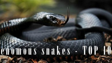 Black panther – myths and facts | DinoAnimals.com