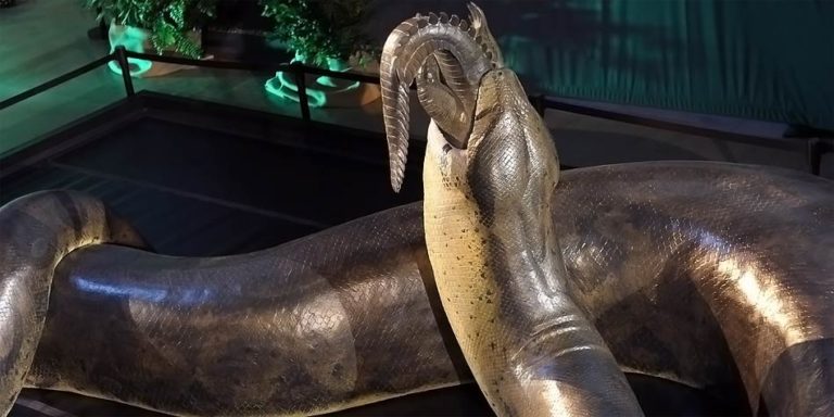 Titanoboa – the largest snake | DinoAnimals.com
