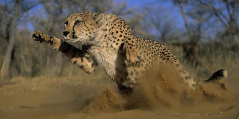 Cheetah – the fastest land animal in the world | DinoAnimals.com