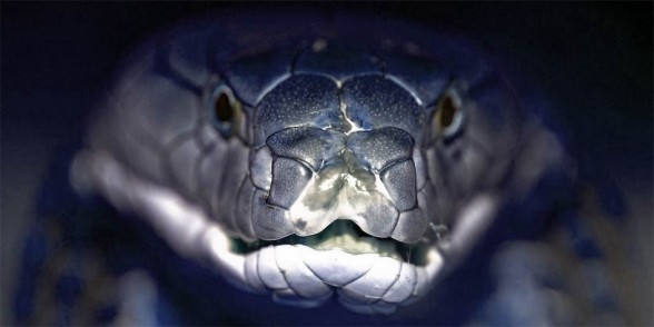 Cobras – characteristics and useful information | DinoAnimals.com