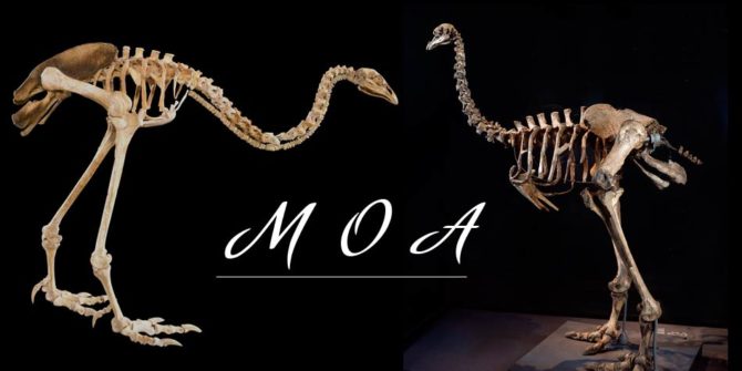 Moa - giant birds | DinoAnimals.com