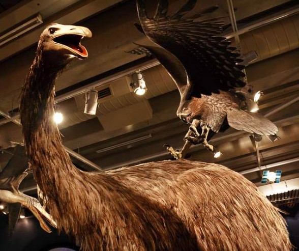 Moa - giant birds | DinoAnimals.com