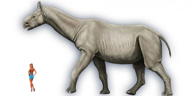 Paraceratherium, Indricotherium, Baluchitherium | DinoAnimals.com