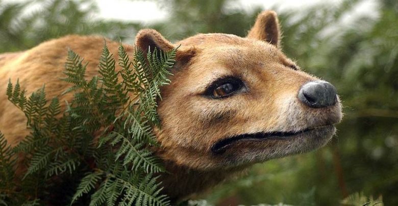 Mammals | DinoAnimals.com - Part 32