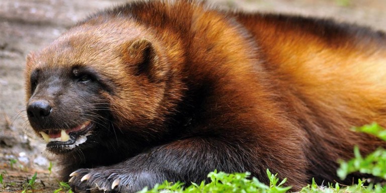 Wolverine – brave glutton | DinoAnimals.com