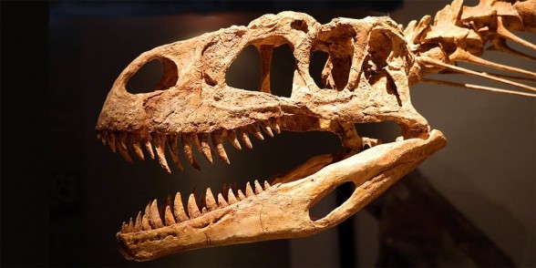 Afrovenator abakensis - African hunter | DinoAnimals.com