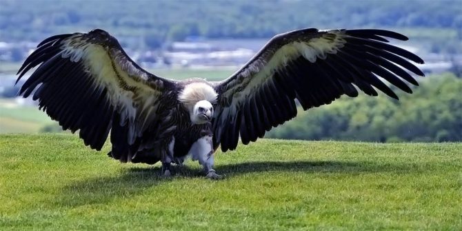 Argentavis - the largest bird in the history | DinoAnimals.com