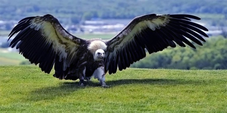 Argentavis - the largest bird in the history | DinoAnimals.com