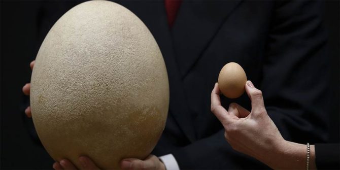 Elephant birds – Madagascar giants | DinoAnimals.com