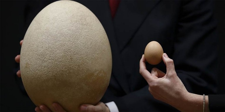 Elephant birds – Madagascar giants | DinoAnimals.com