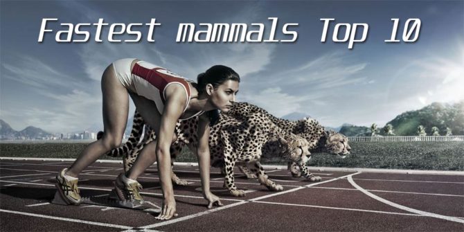 The fastest mammals – Top 10 | DinoAnimals.com