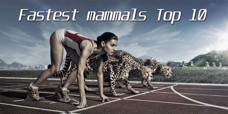 The fastest mammals – Top 10 | DinoAnimals.com