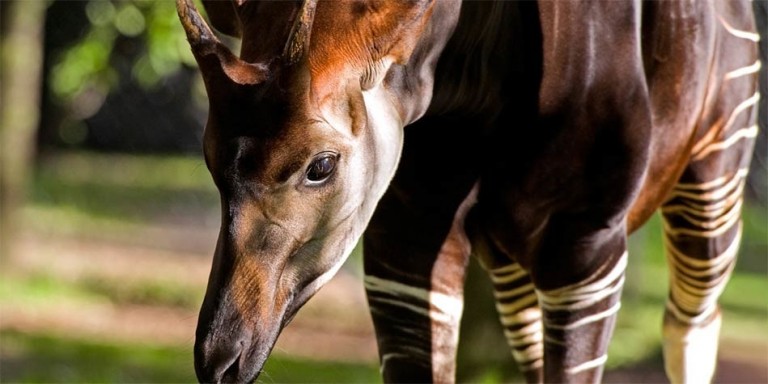 Okapi (Okapia johnstoni) – the African unicorn | DinoAnimals.com