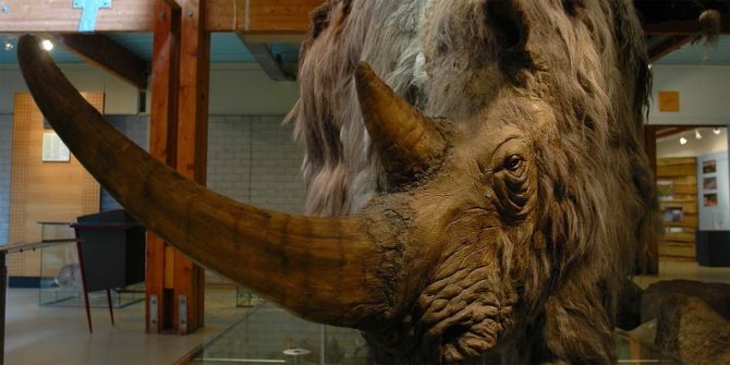 Woolly rhinoceros – Pleistocene rhino | DinoAnimals.com