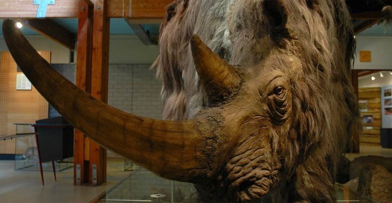 Rhinos | DinoAnimals.com - Part 2