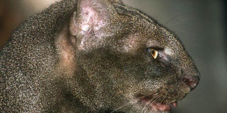 Jaguarundi – eyra cat | DinoAnimals.com