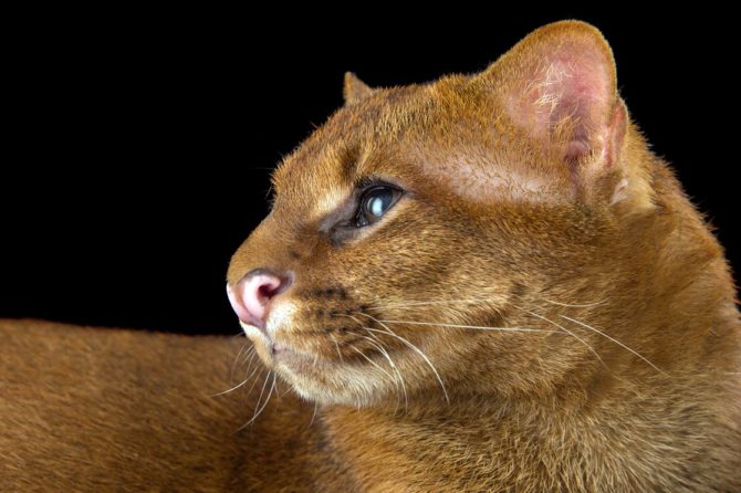 Jaguarundi – eyra cat | DinoAnimals.com