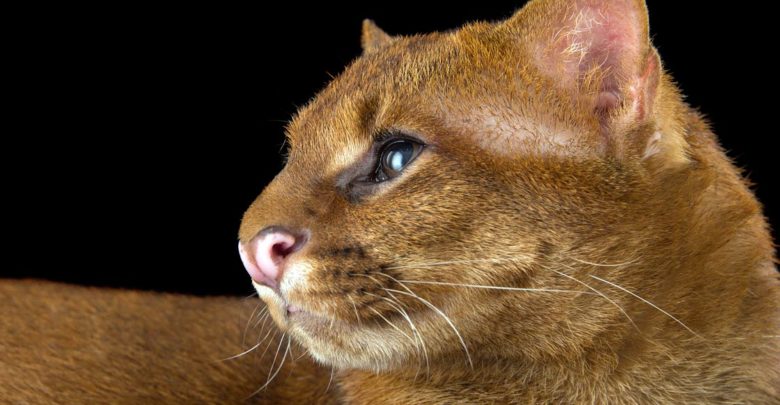 Wild cats | DinoAnimals.com - Part 5