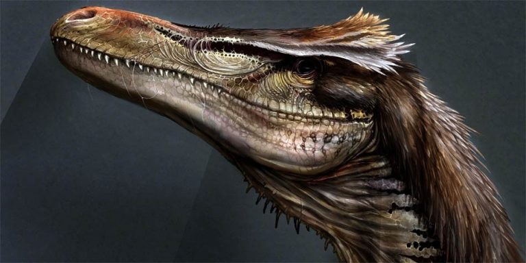 The largest Raptors (dromaeosaurs) – Top 10 | DinoAnimals.com