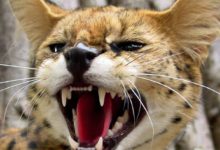 The fastest animals Top 10. Animals speed | DinoAnimals.com