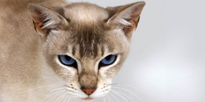 Tonkinese cat – active and intelligent cat | DinoAnimals.com